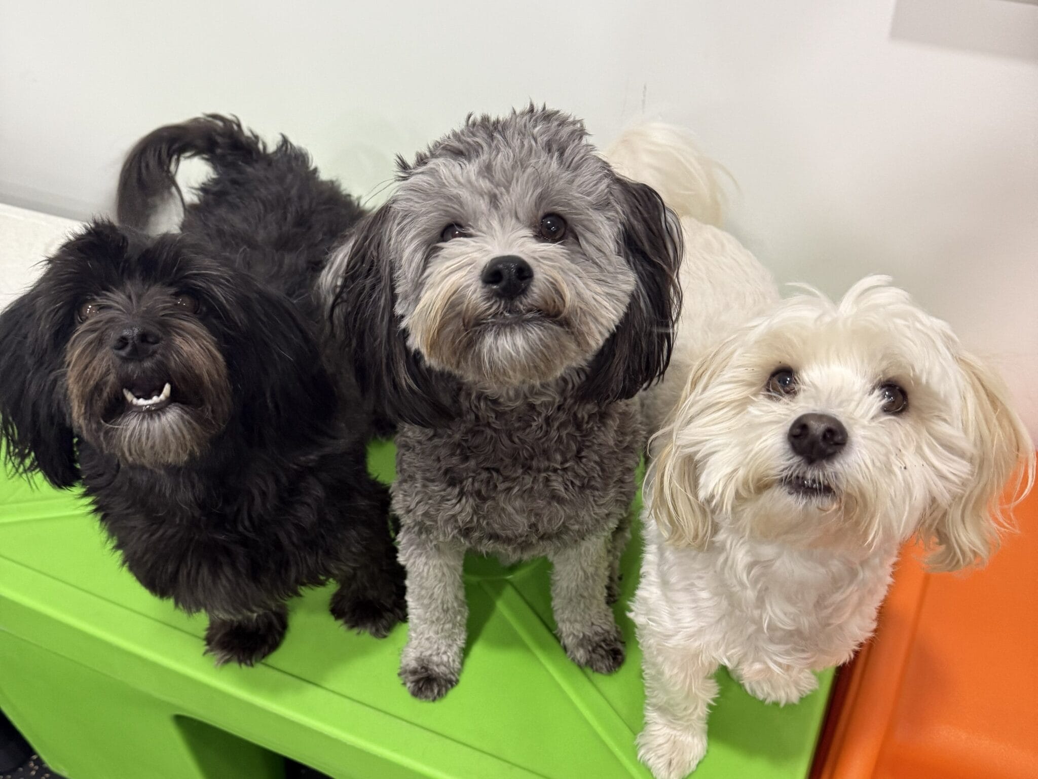 The Facility - Fantasia Dogs
